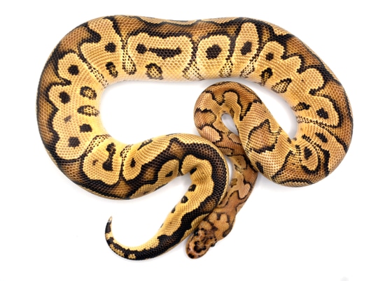 Spotnose YB Fire Clown Ball Python by ReptileKreations