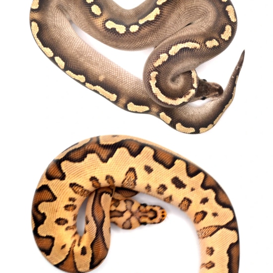 1.1 Pastel GHI Mojave/Fire YB Clown 50% DG Ball Python by ReptileKreations