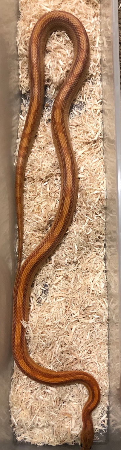 Motley/Stripe Corn Snake by Sun and Sand Exotics - MorphMarket