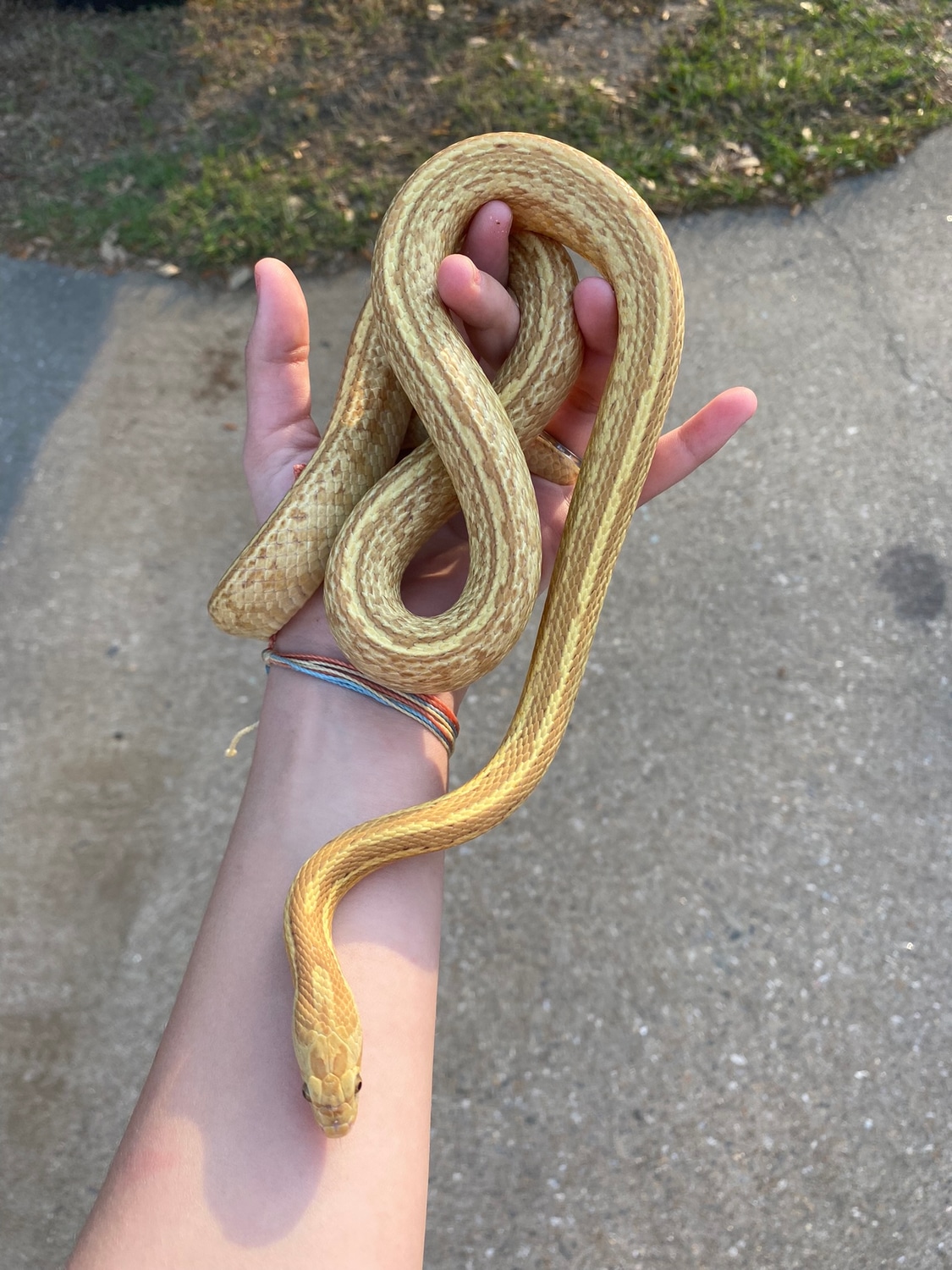 Amber Tessera Corn Snake by Sun and Sand Exotics - MorphMarket