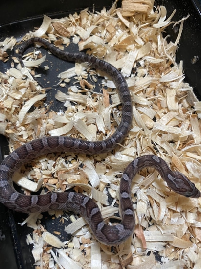 Anery Masque Corn Snake by Sun and Sand Exotics