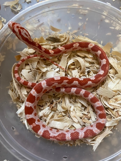 Amelanistic Pos Red Factor Corn Snake by Sun and Sand Exotics