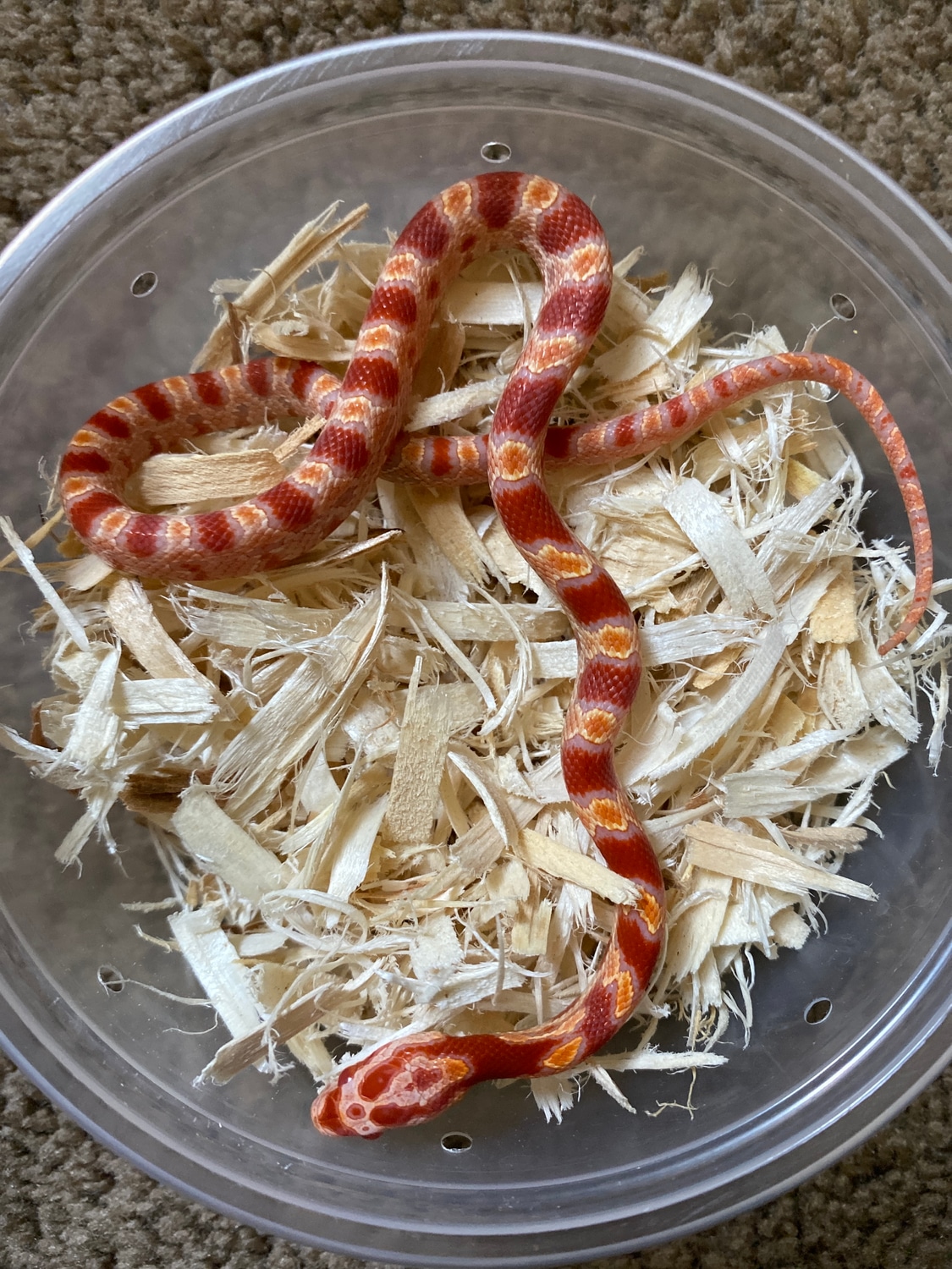 Pet Only Reverse Okeetee Corn Snake by Sun and Sand Exotics - MorphMarket