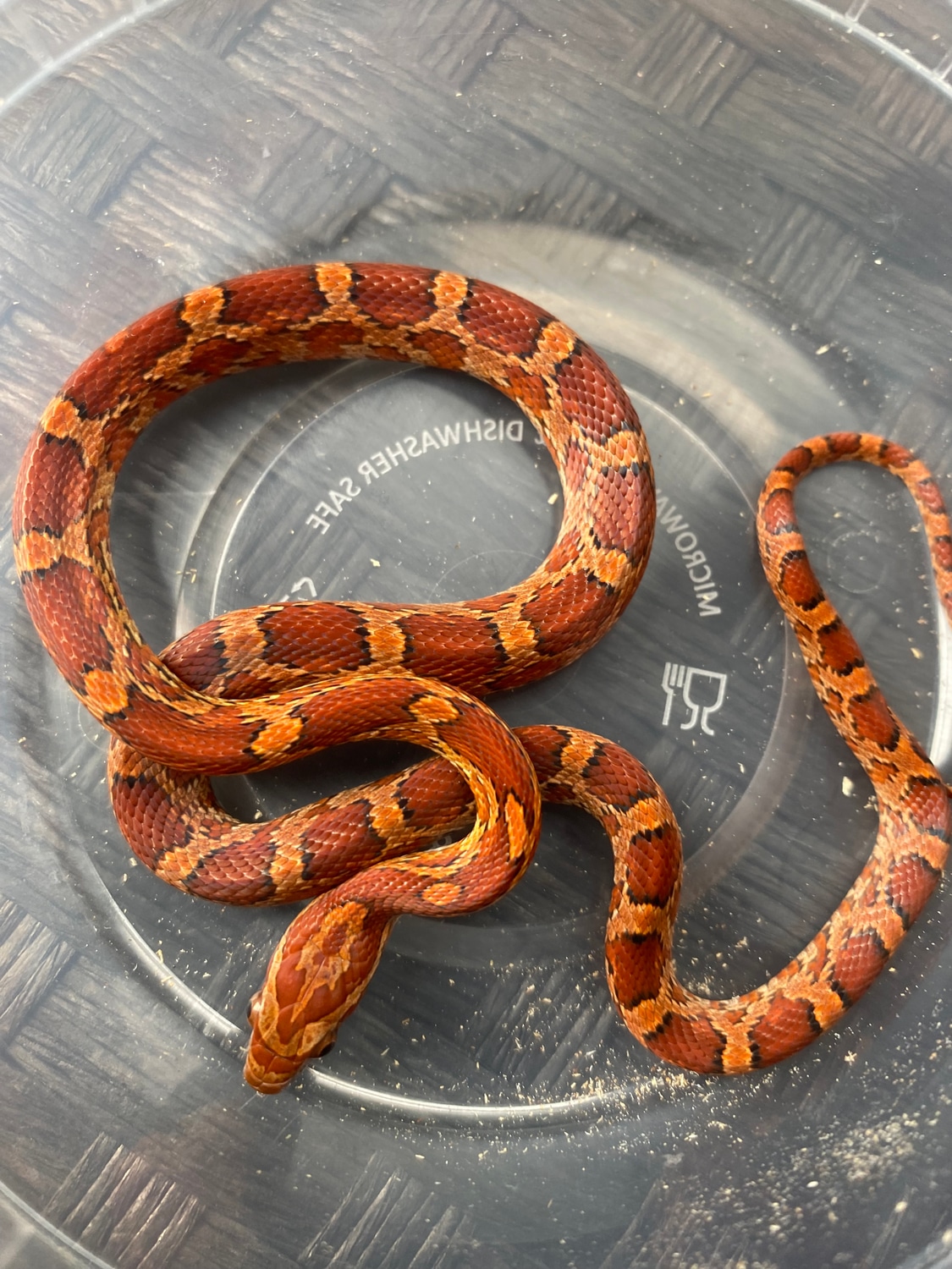 Masque Corn Snake by Sun and Sand Exotics - MorphMarket