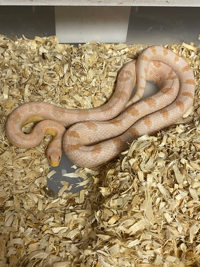 Adult Coral Snow Corn Snake by Sun and Sand Exotics