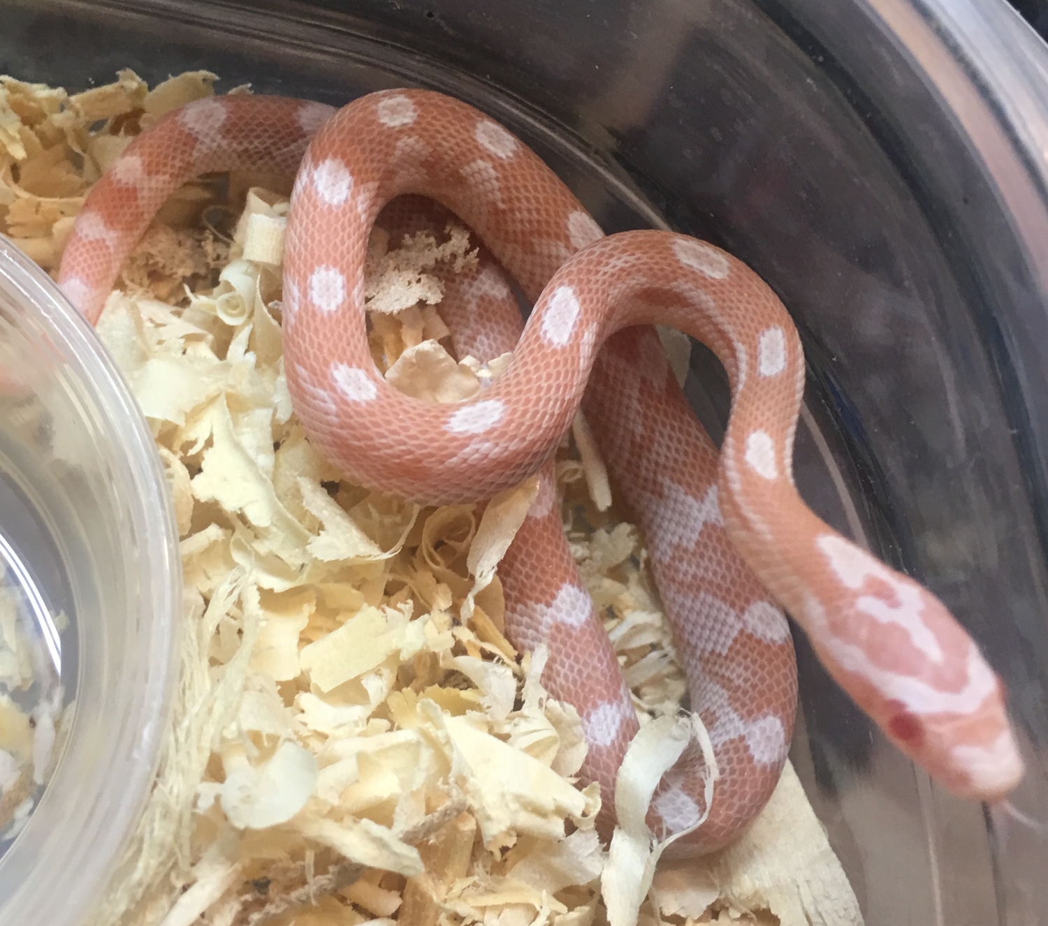 Creamsicle Lavender “Lavsicle” Motley (Het Hypo)(50% Anery) Corn Snake ...