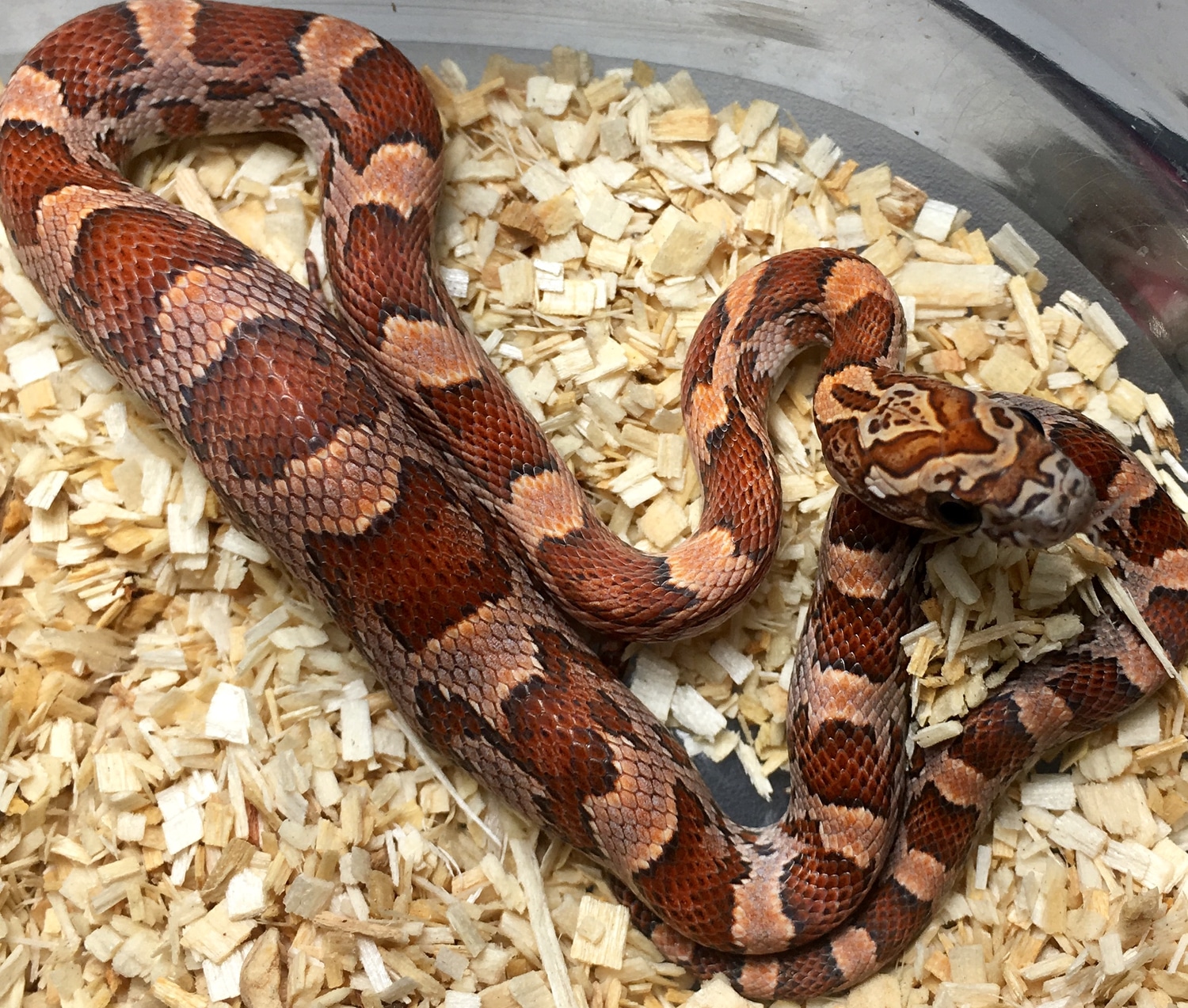 Sunkissed (PH Caramel, Stripe) Corn Snake by Hardee's Exotic Reptile ...