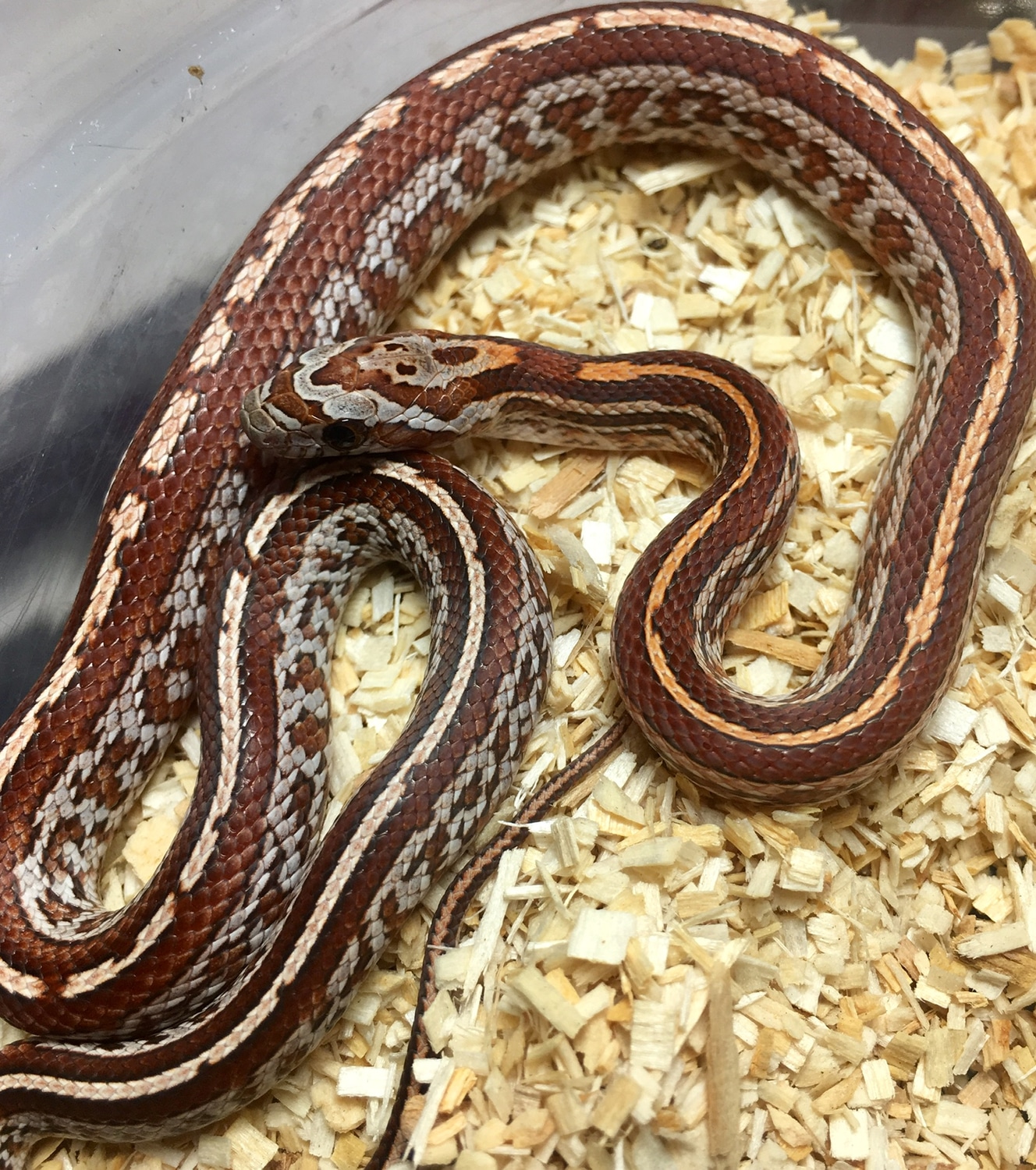 Tessera “Poss Super” (66% Amel, Anery, Diffused, Cinder, Hypo) Corn ...