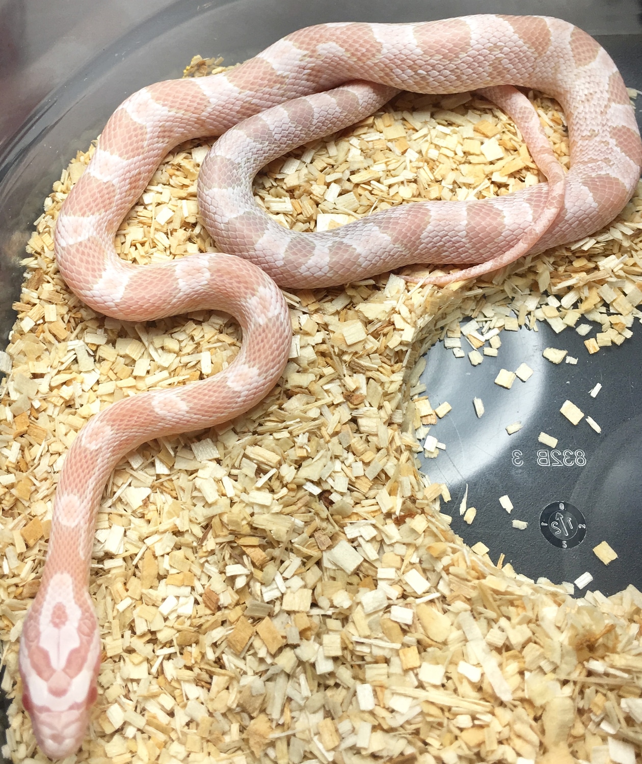 Salmon Snow Corn Snake by Hardee's Exotic Reptile Emporium - MorphMarket