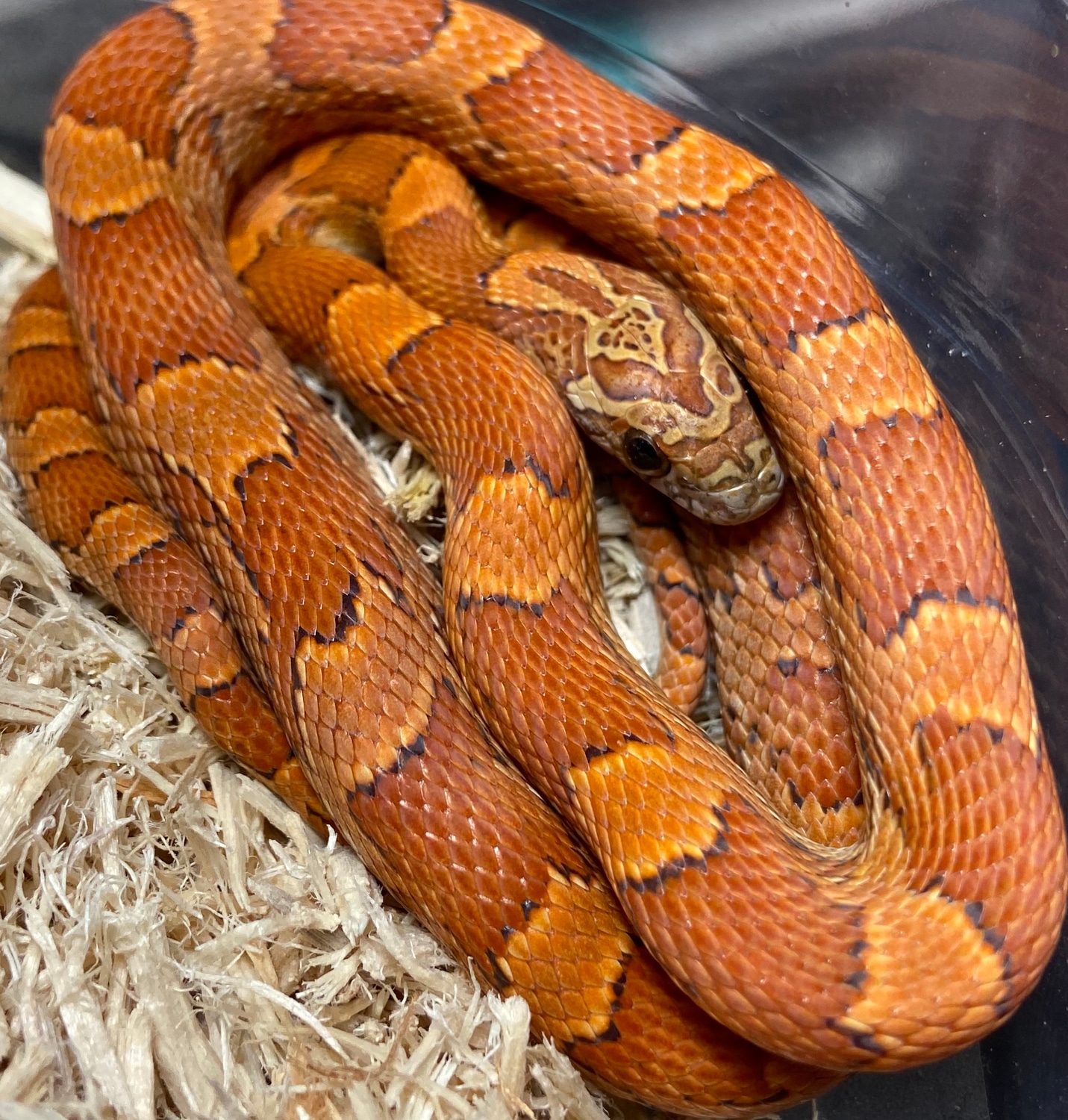 Sunkissed (PH Caramel, Stripe) Corn Snake by Hardee's Exotic Reptile ...