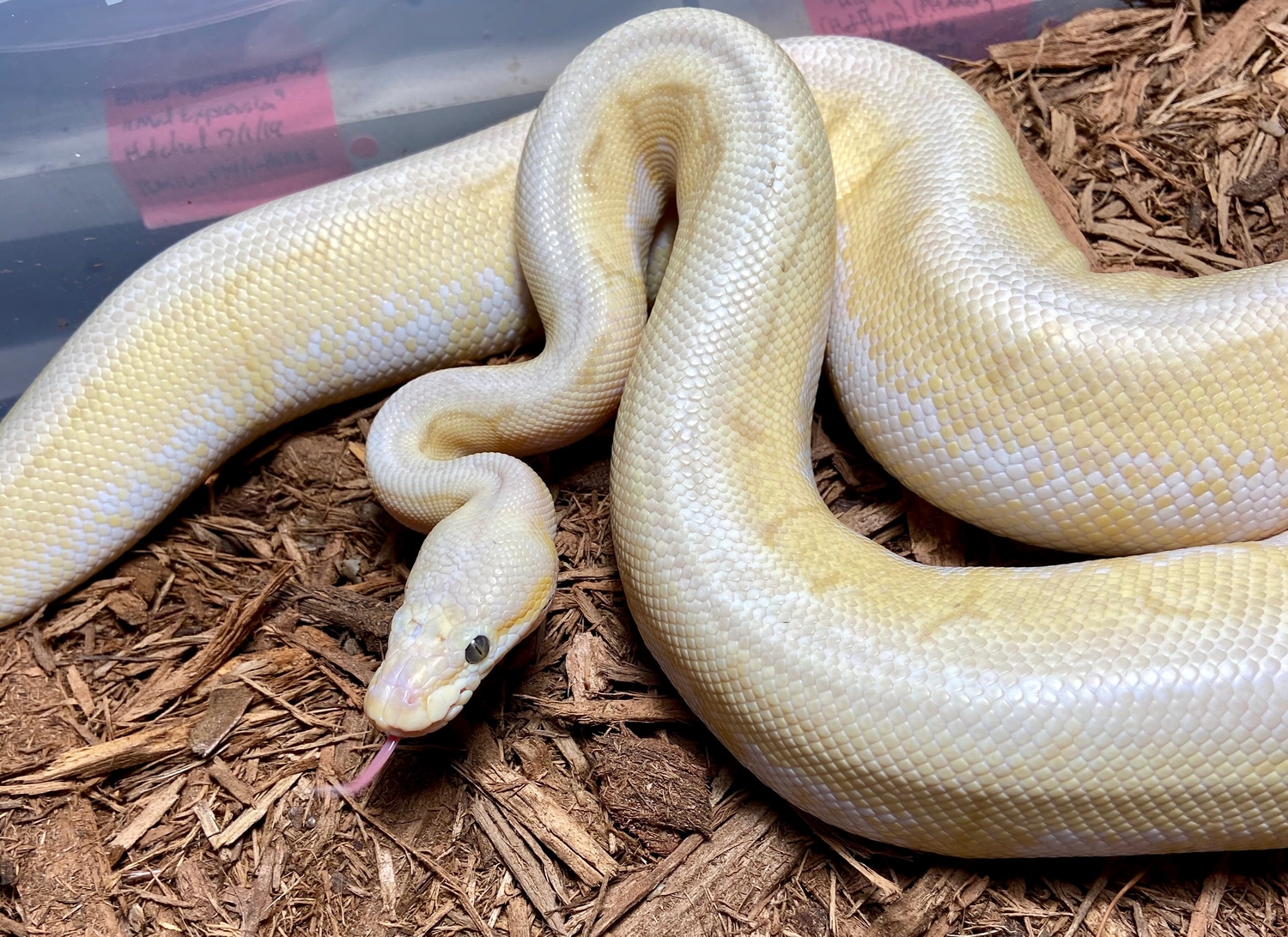 Banana Spinnerblast Ball Python by Hardee's Exotic Reptile Emporium ...