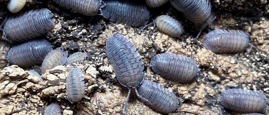 Armadillidium Peraccae 10 Count Isopod by Hardee's Exotic Reptile Emporium