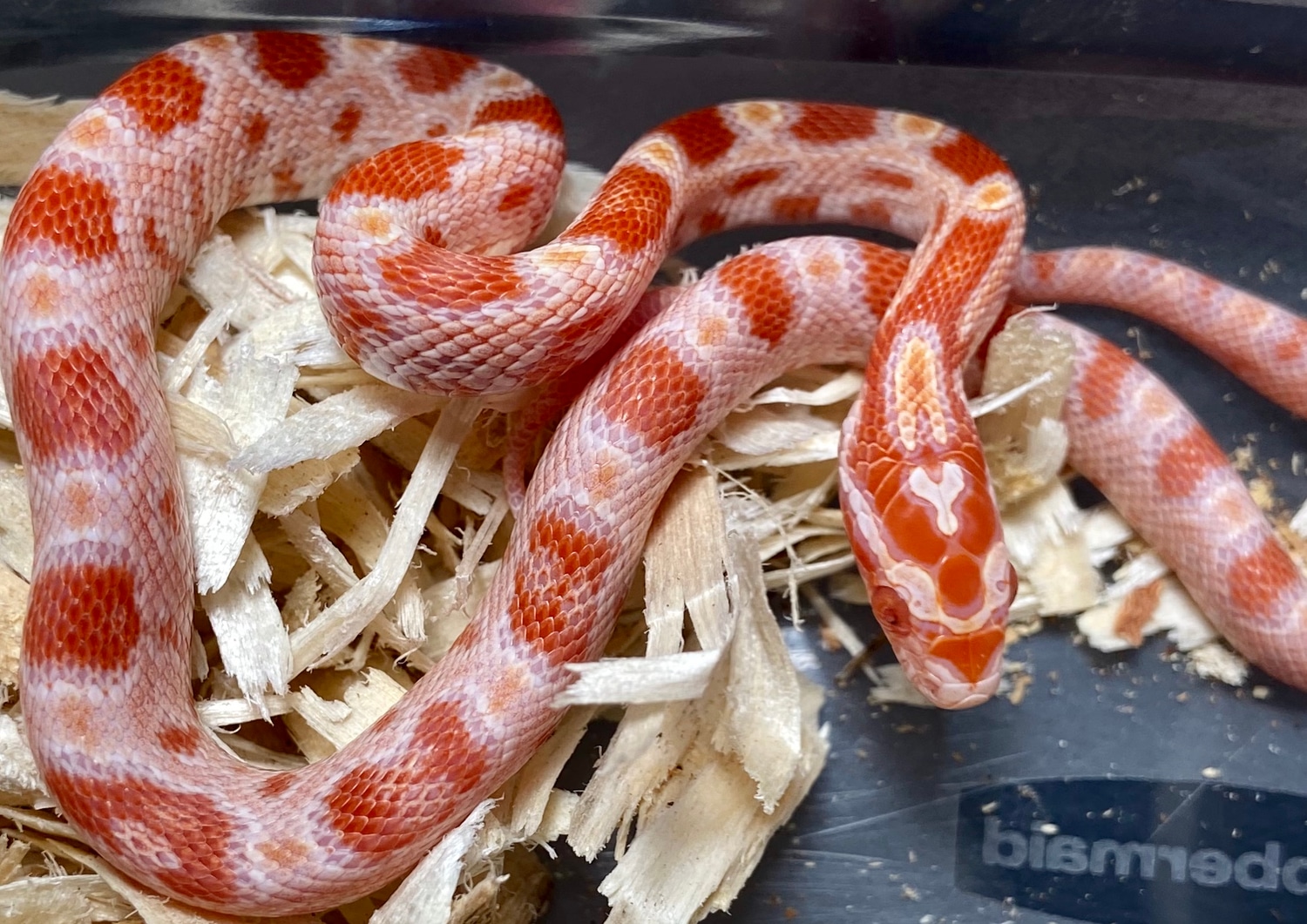 Amel (Het Caramel, Sunkissed)(66% Diffused, Motley/Stripe)(PH Hypo ...