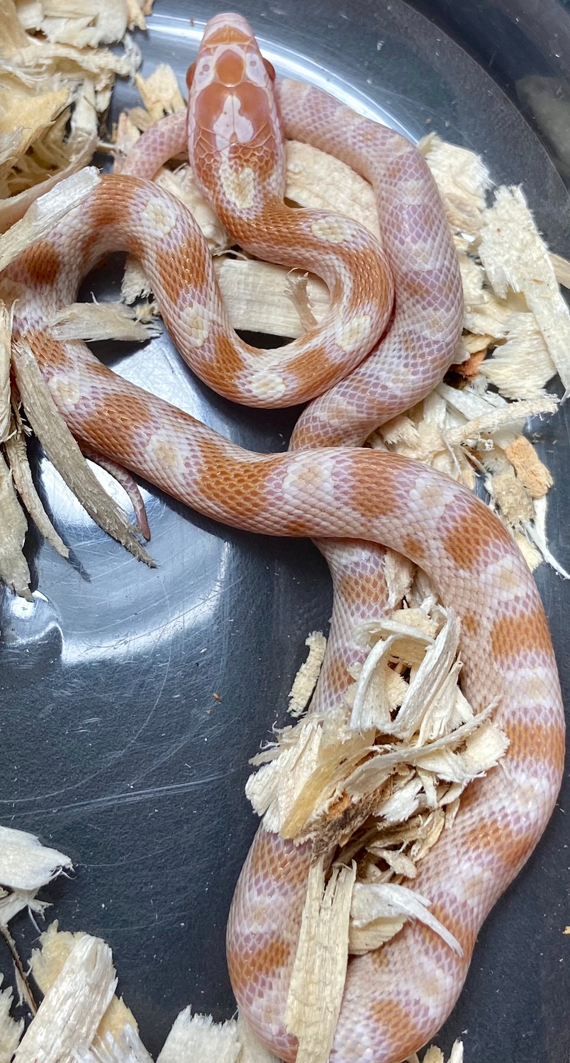 Butter (Het Sunkissed)(66% Diffused, Motley/Stripe)(PH Hypo, Lavender ...
