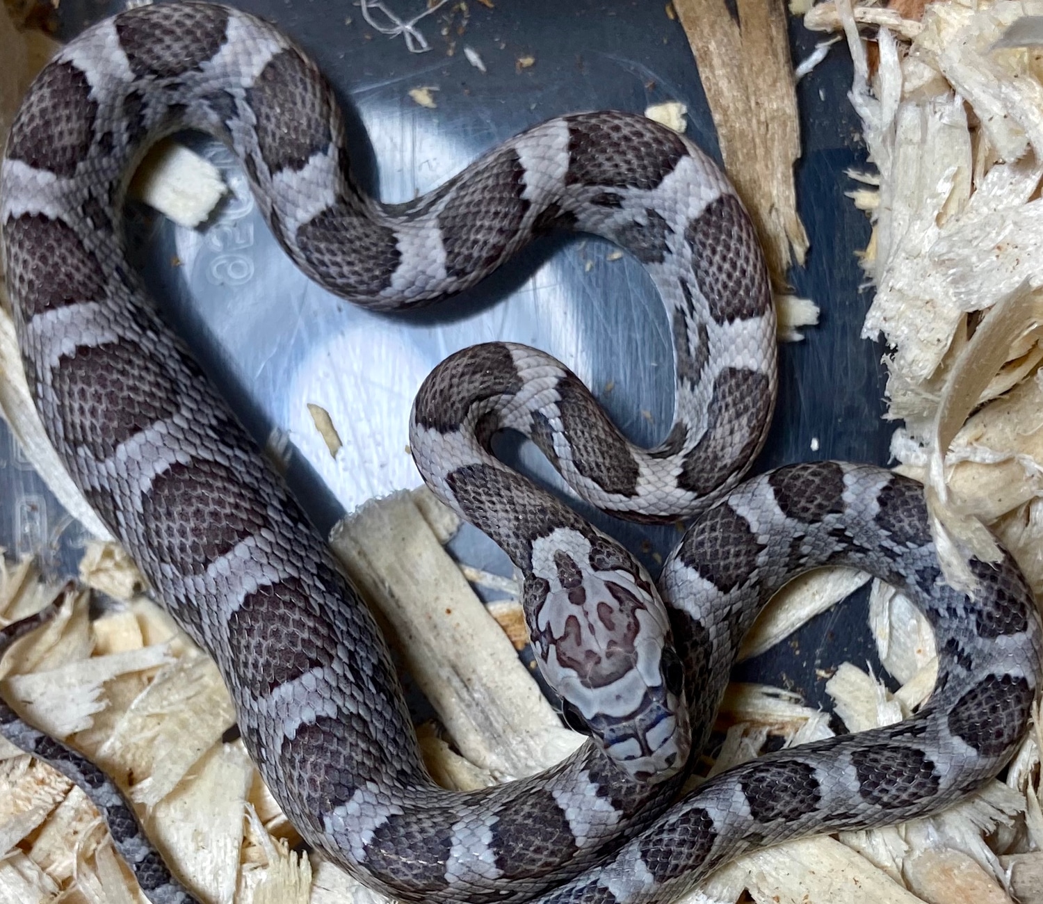 Sunkissed Ghost (Het Motley)(66% Amel)(PH Caramel, Stripe) Corn Snake ...