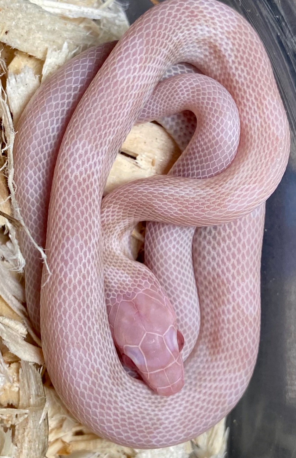 Blizzard (66% Het Anery, Sunrise) Corn Snake by Hardee's Exotic Reptile ...