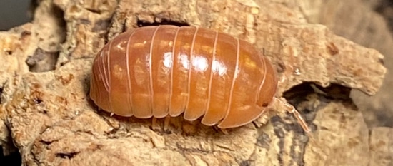 Armadillidium Vulgare “Sunset” 10 Count Isopod by Hardee's Exotic ...