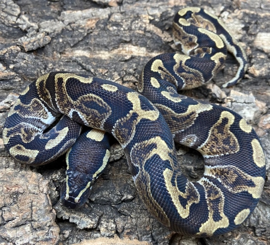 Enchi GHI Ball Python by Hardee's Exotic Reptile Emporium