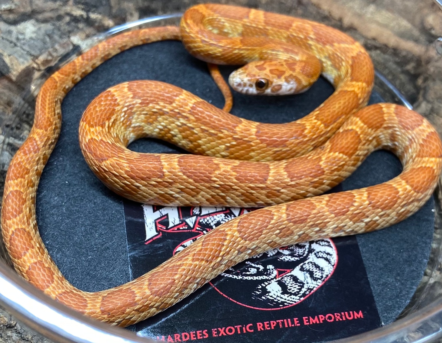 Hypo Sunkissed (66% Amel, Lavender, Stripe) Corn Snake by Hardee's ...