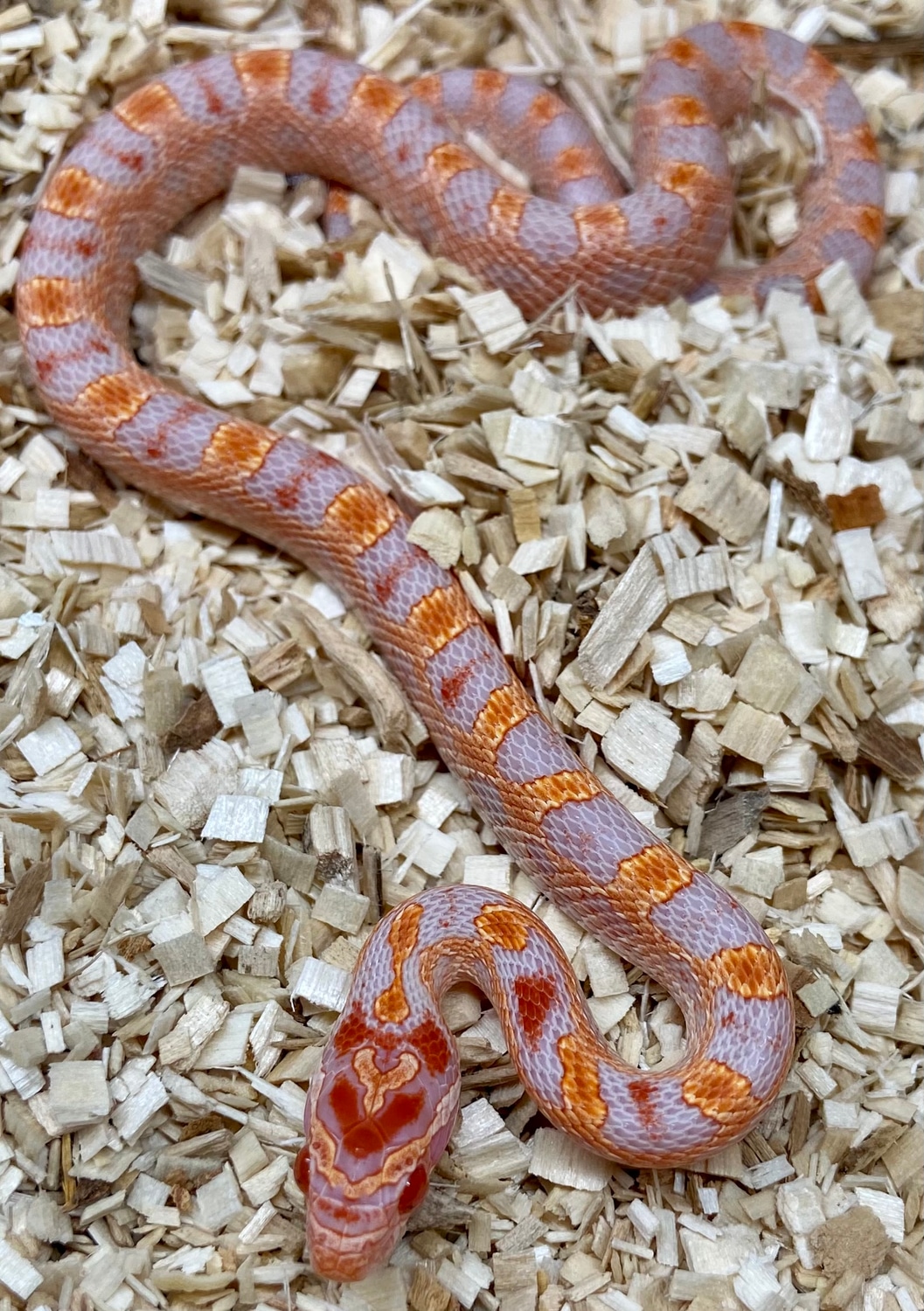 High White Extreme Fluorescent Reverse Okeetee Corn Snake by Hardee's ...