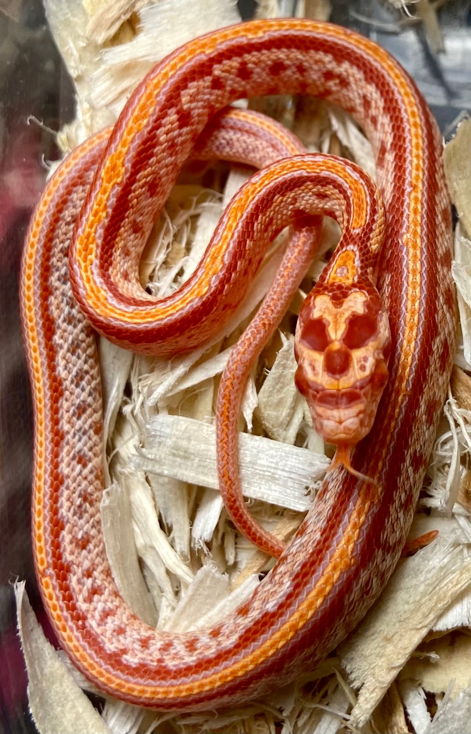 Reverse Okeetee Tessera Corn Snake by Hardee's Exotic Reptile Emporium ...