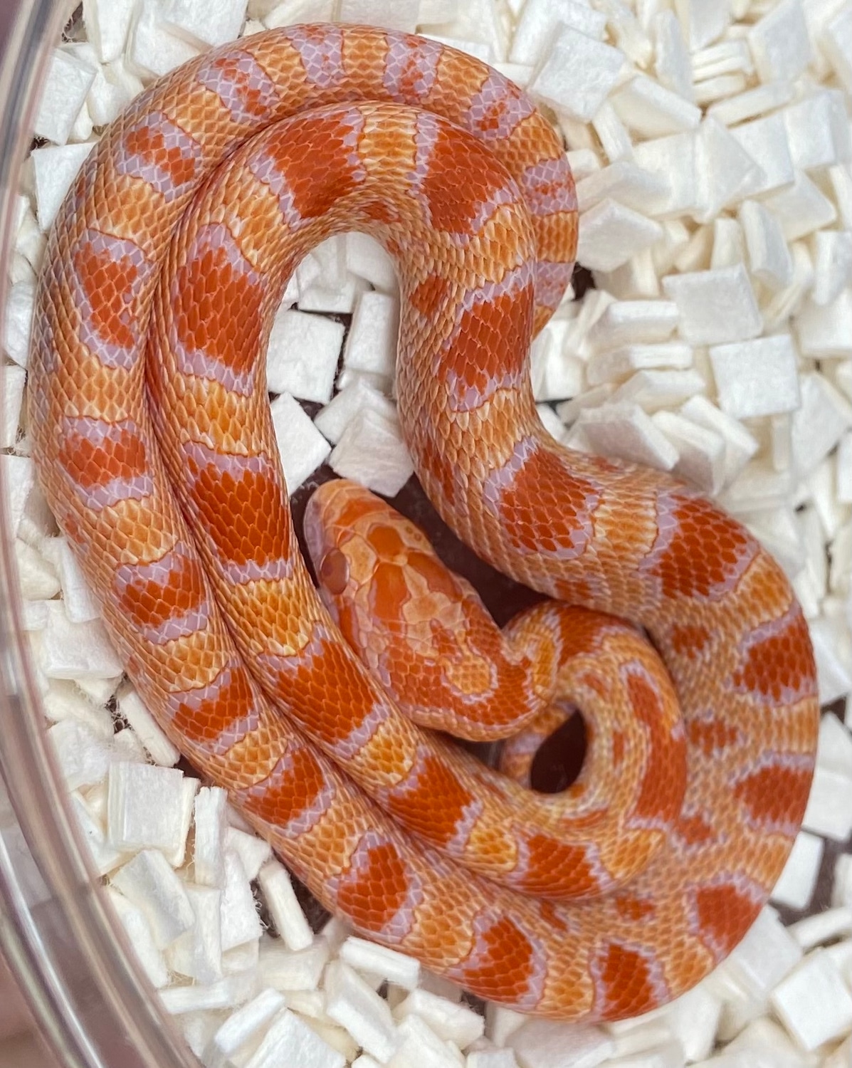 Lavamel Okeetee Corn Snake by Hardee's Exotic Reptile Emporium ...