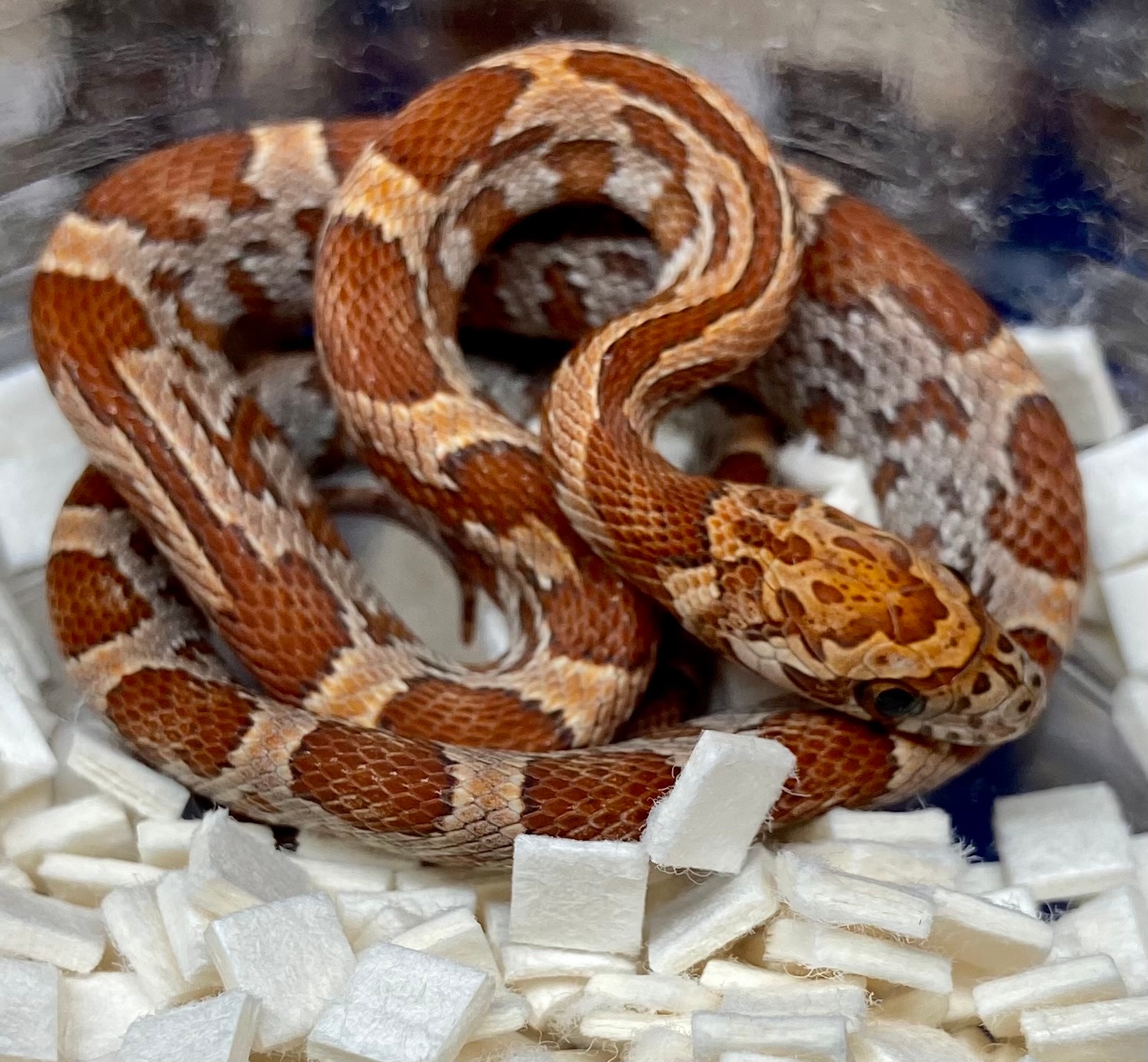 Sunkissed Ultra (66% Lavender, Stripe) Corn Snake by Hardee's Exotic ...