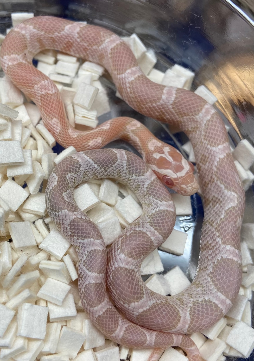 Coral Snow Corn Snake by Hardee's Exotic Reptile Emporium - MorphMarket