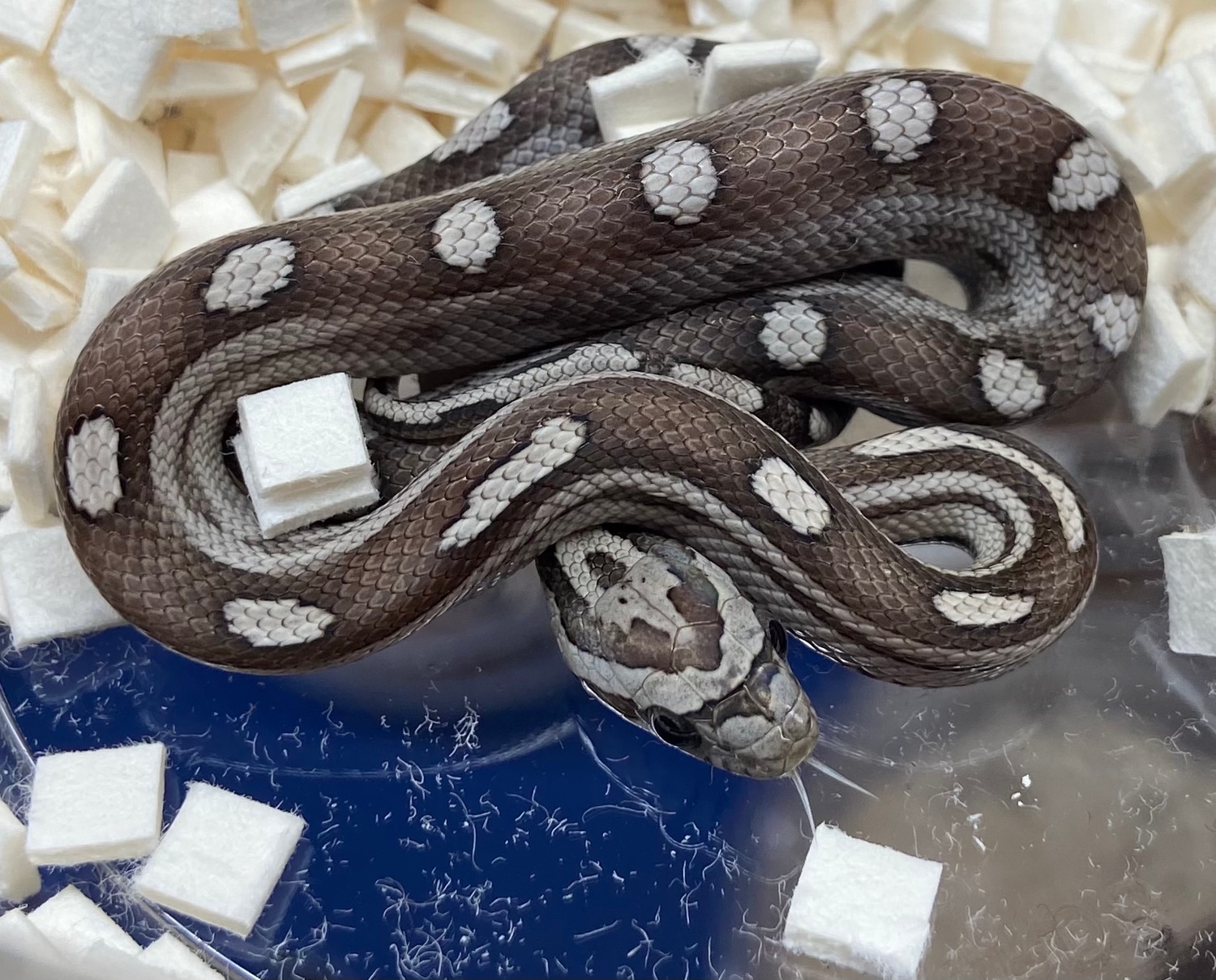 Anery Motley “Hurricane?” (Het Hypo, Sunkissed)(66% Amel)(PH Caramel ...