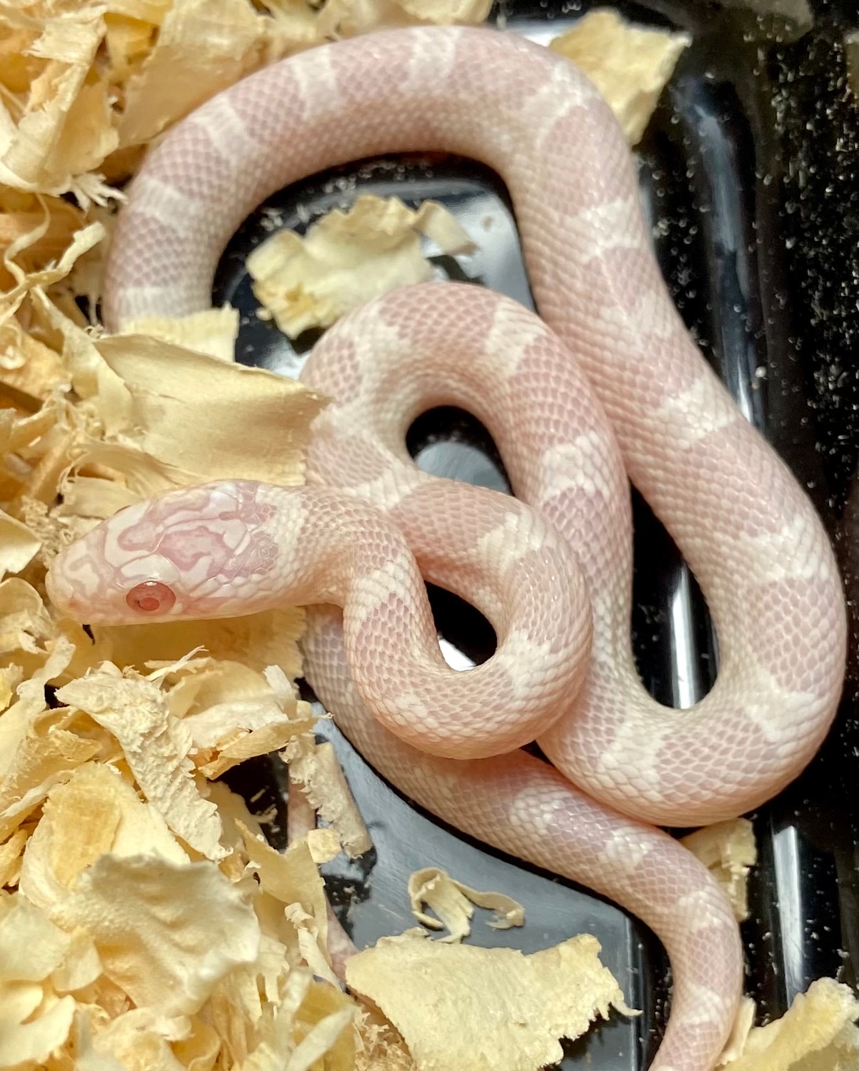 Sunkissed Snow (Het Hypo, Motley)(PH Caramel, Stripe) Corn Snake by ...
