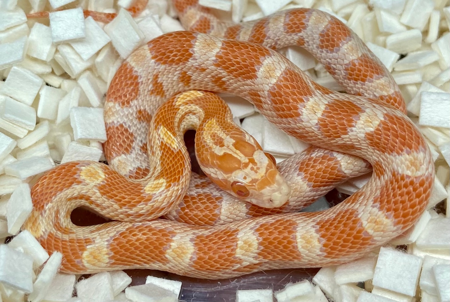 Creamsicle (Het Motley)(66% Lavender)(50% Anery, Hypo) Corn Snake by ...