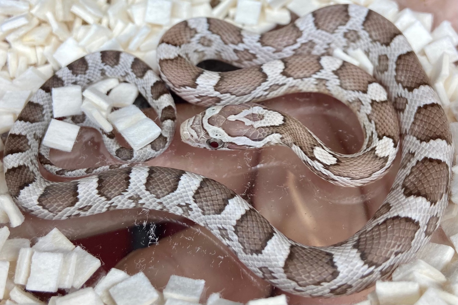 Ultramel Anery (Het Stripe)(50% Lava, Hypo)(PH Caramel, Diffused) Corn ...