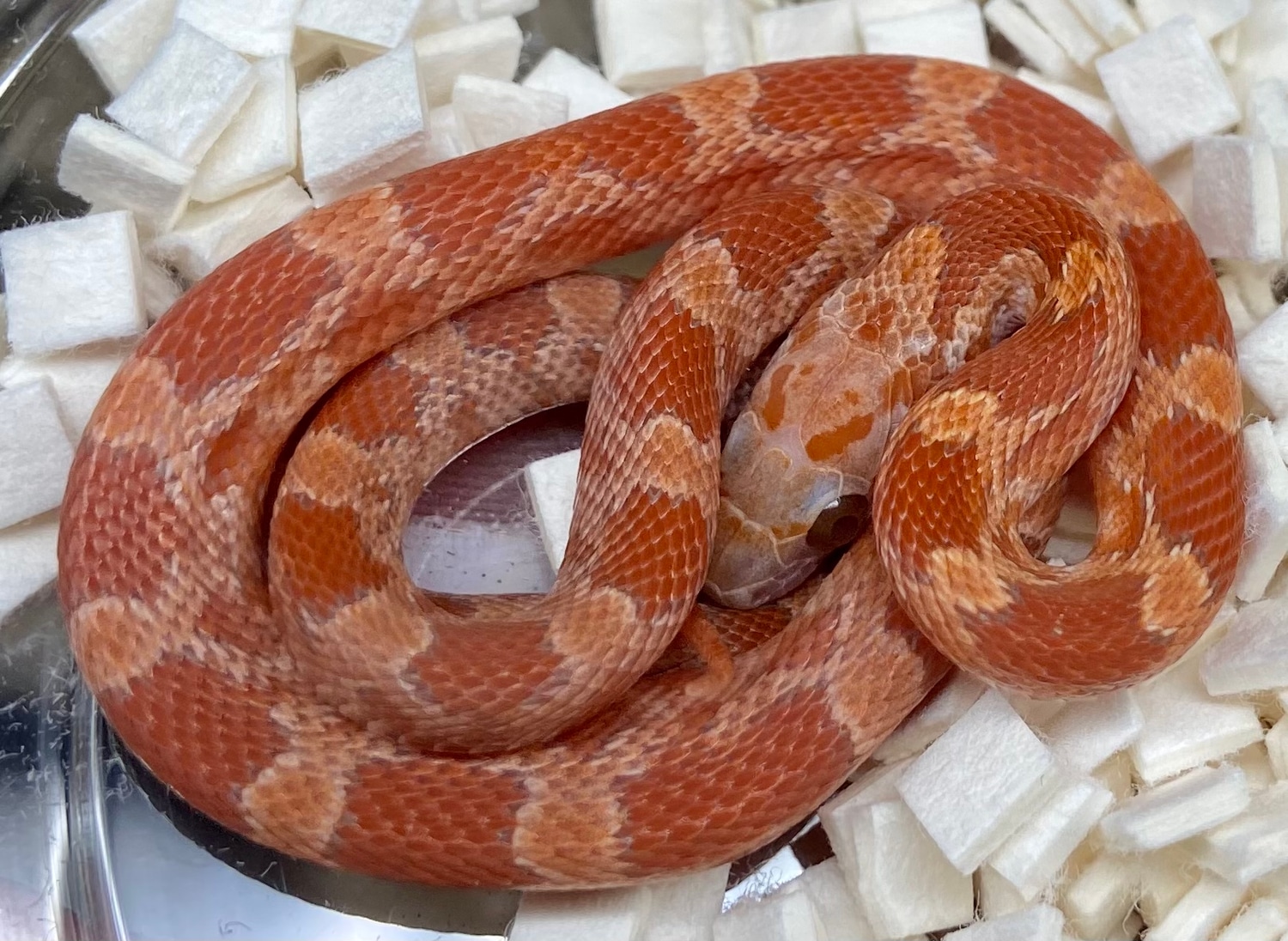Lava Bloodred (66% Anery)(50% Amel) Corn Snake by Hardee's Exotic ...