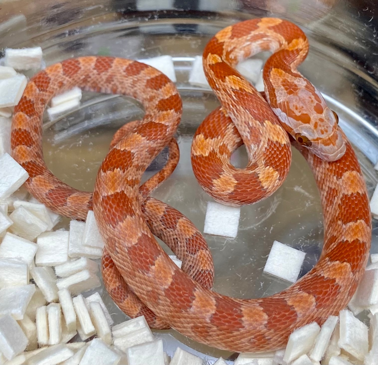 Lava Masque (66% Anery, Diffused)(50% Amel) Corn Snake by Hardee's ...