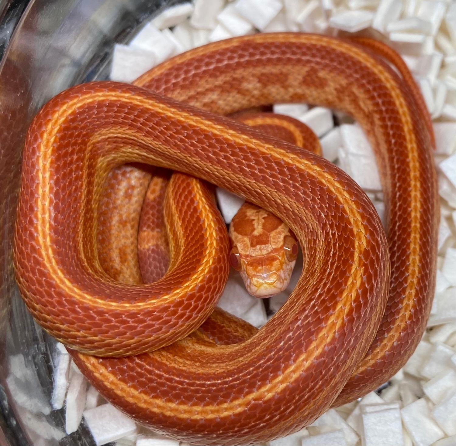 Red Factor Amel Motley Tessera Corn Snake by Hardee's Exotic Reptile ...