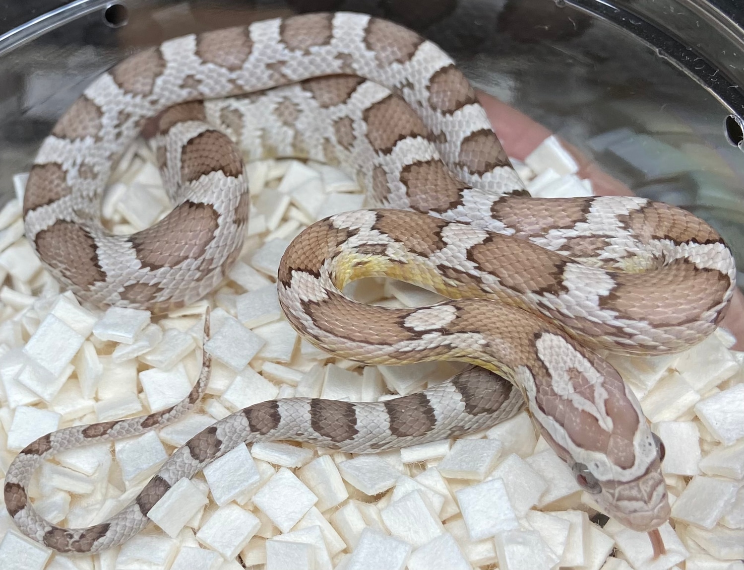 Ultramel Anery (Het Stripe)(50% Lava, Hypo)(PH Caramel, Diffused) Corn ...