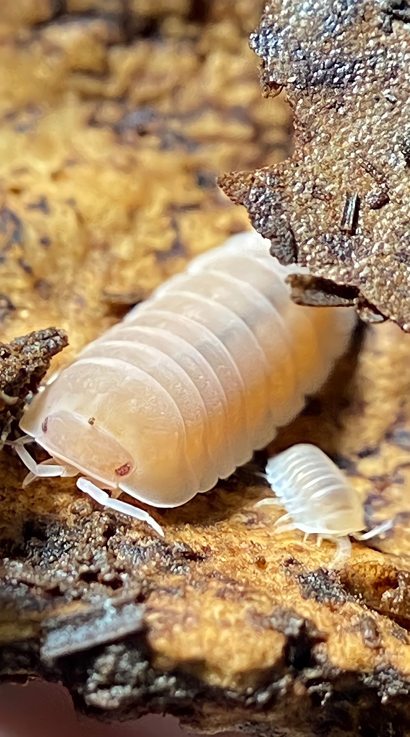 Cubaris Murina “Papaya” 10 Count Isopod by Hardee's Exotic Reptile ...