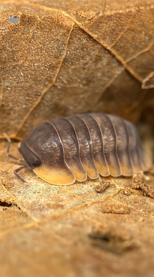 Cubaris Sp “Red Skirt” 5 Count Isopod by Hardee's Exotic Reptile Emporium