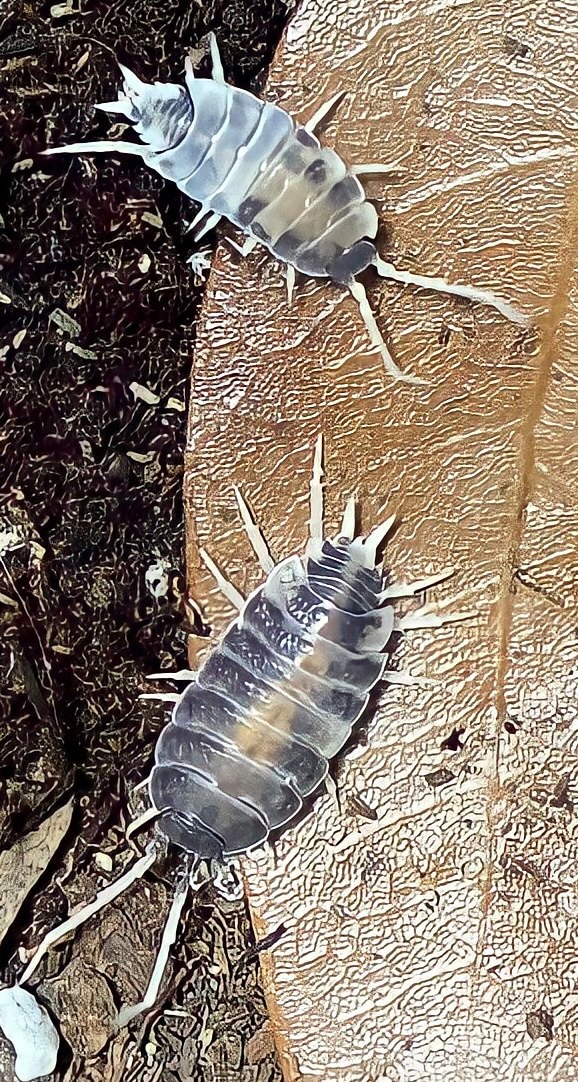 Porcellionides Pruinosus “Oreo Crumble” 10 Count Isopod by Hardee's ...