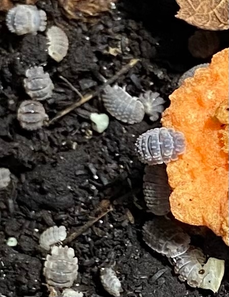 Turbellio Borneonus “Dwarf Spiked” 10 Count Isopod by Hardee's Exotic ...