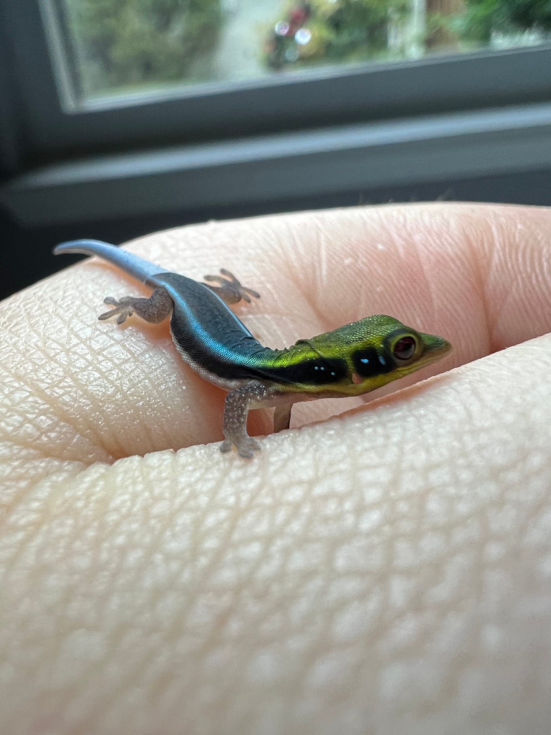 Neon Day Gecko by Scalez Reptiles - MorphMarket