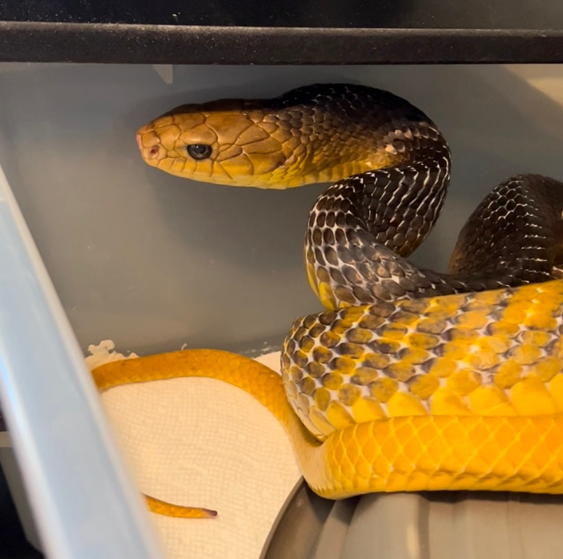 Stunning Yellow Tail Cribo Pair Indigo Snake by Scalez Reptiles ...