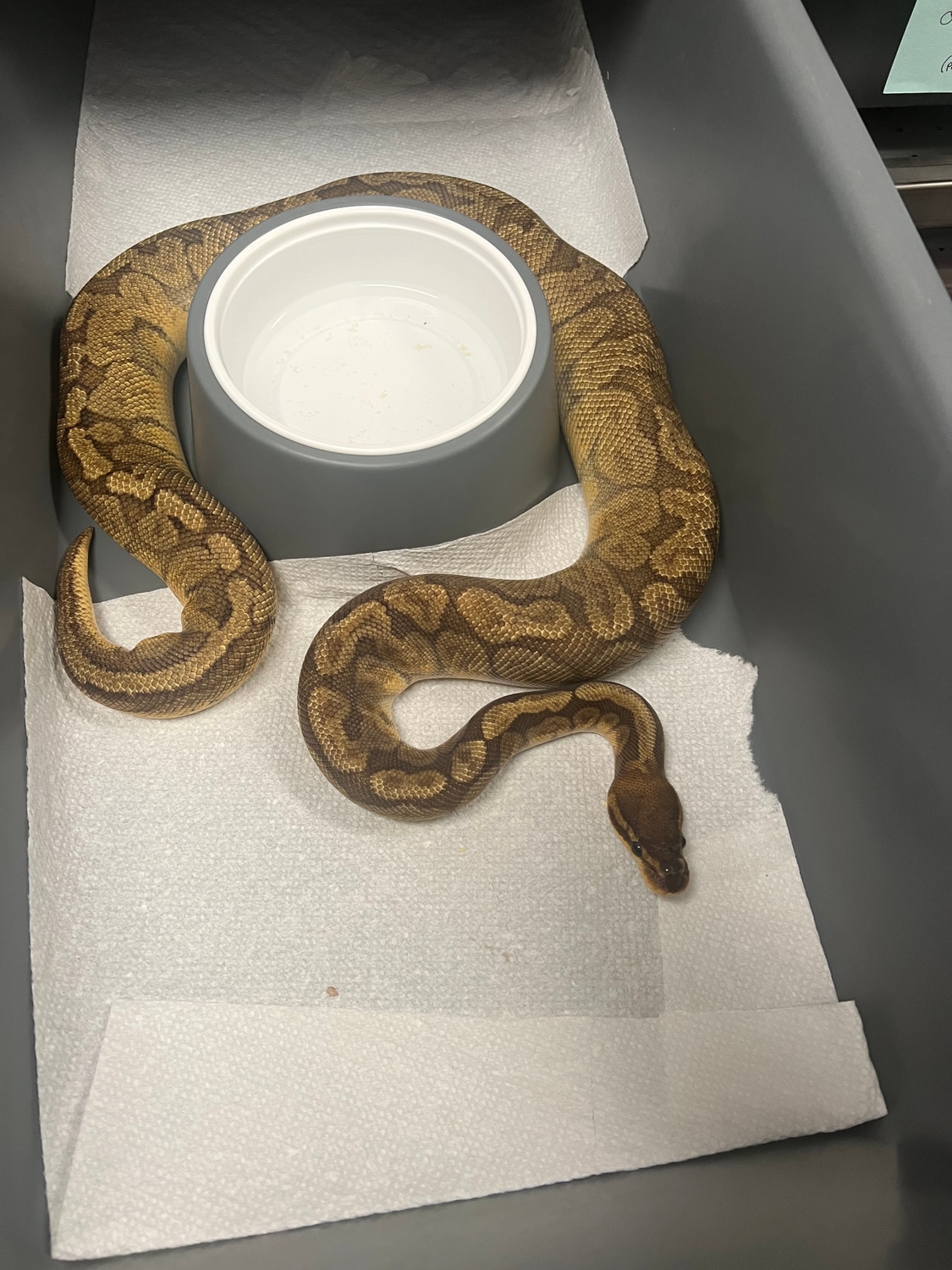 Adult Male Sunset (Proven Breeder) Ball Python by Scalez Reptiles ...