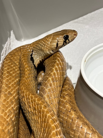 Unicolor Cribo Male Cribo & Indigo Snakes by Scalez Reptiles