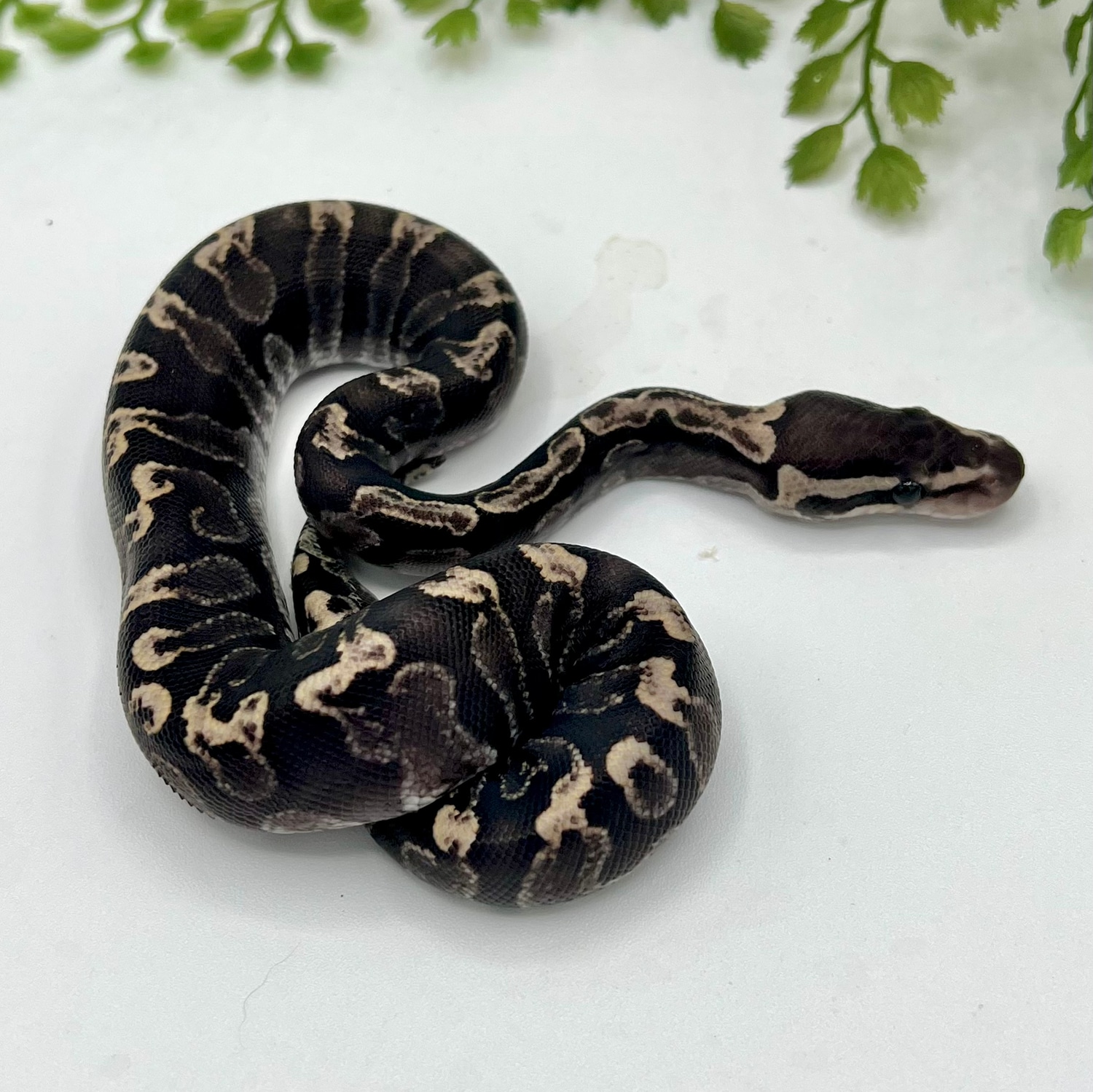 Super GHI Butter Het Clown Ball Python by Scalez Reptiles - MorphMarket