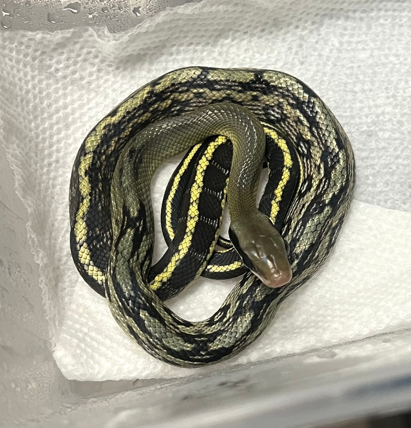 *Tame* Vietnamese Blue Beauty Rat Snake by Scalez Reptiles - MorphMarket