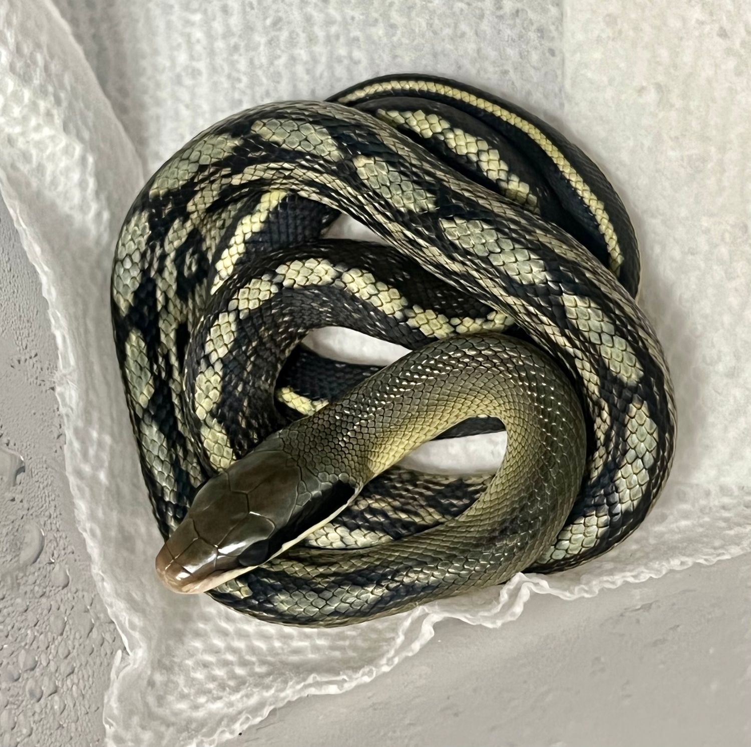 *Tame* Vietnamese Blue Beauty Rat Snake by Scalez Reptiles - MorphMarket