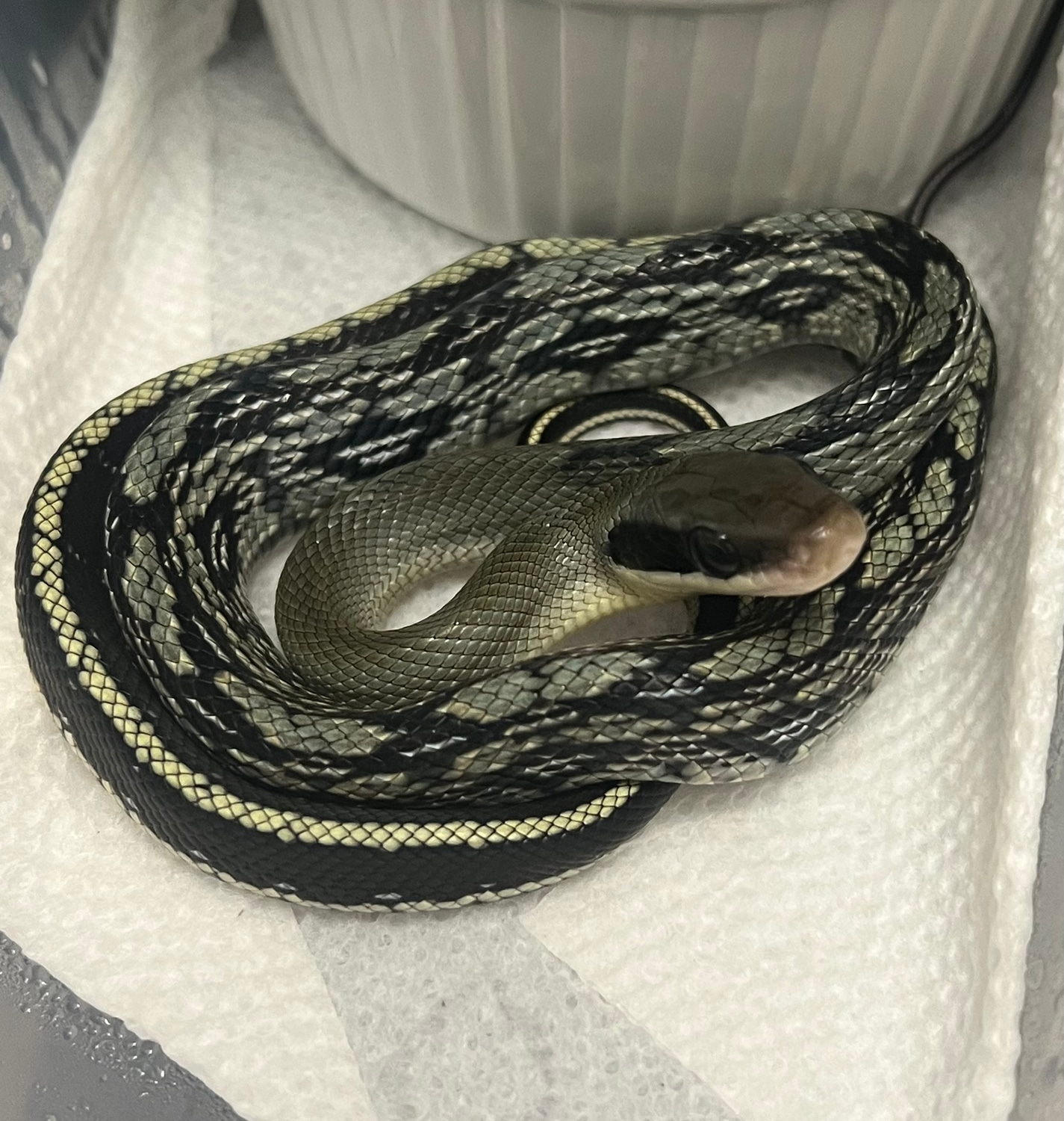 CB Vietnamese Blue Beauty Rat Snake by Scalez Reptiles - MorphMarket