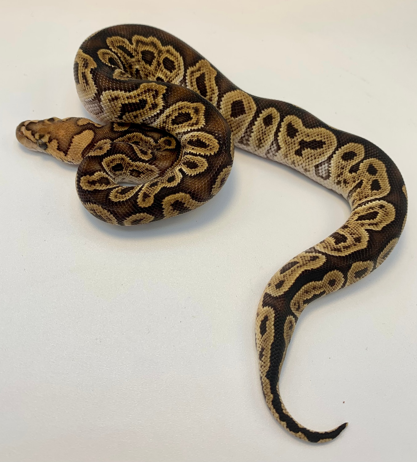 GHI Clown Ball Python by Scalez Reptiles - MorphMarket