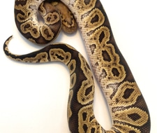 GHI Clown Ball Python by Scalez Reptiles - MorphMarket